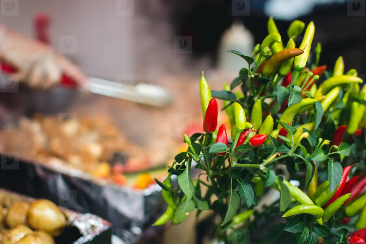 Colorful Chilli Peppers Photo (151692) - YouWorkForThem