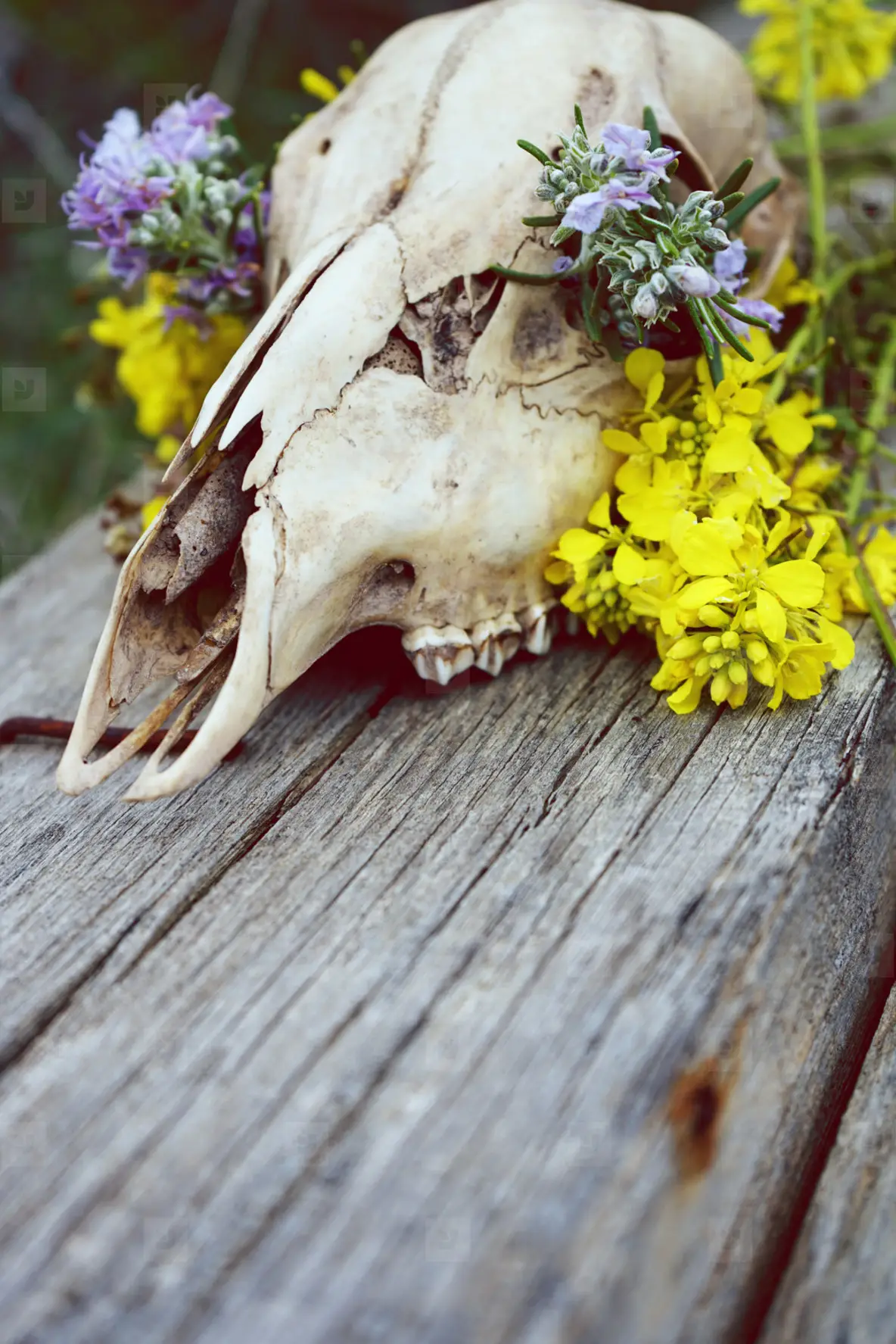 Animal Skull With Flowers Photo (151872) - YouWorkForThem