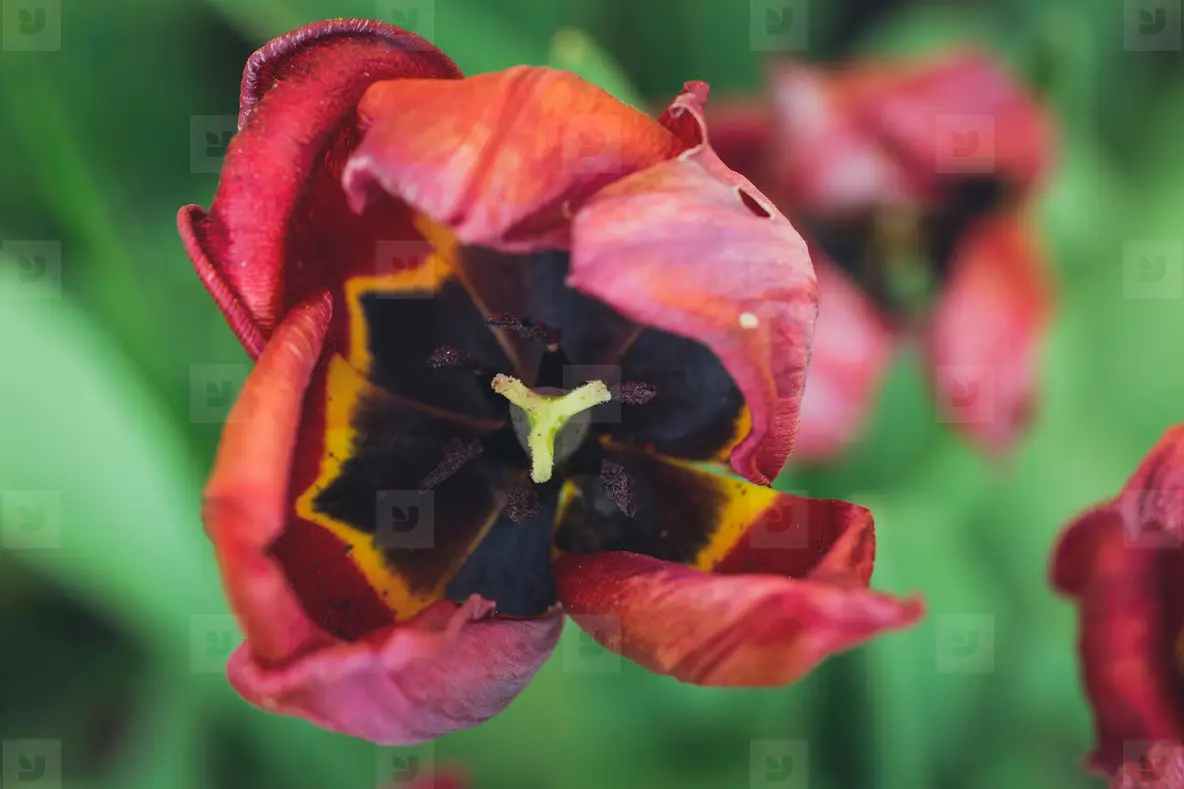 Colourful Spring Flowers Photo (153840) - YouWorkForThem