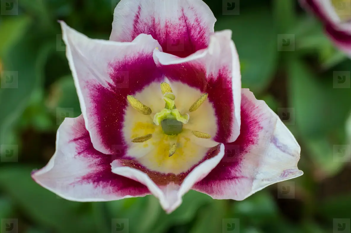 Colourful Spring Flowers Photo (153842) - YouWorkForThem
