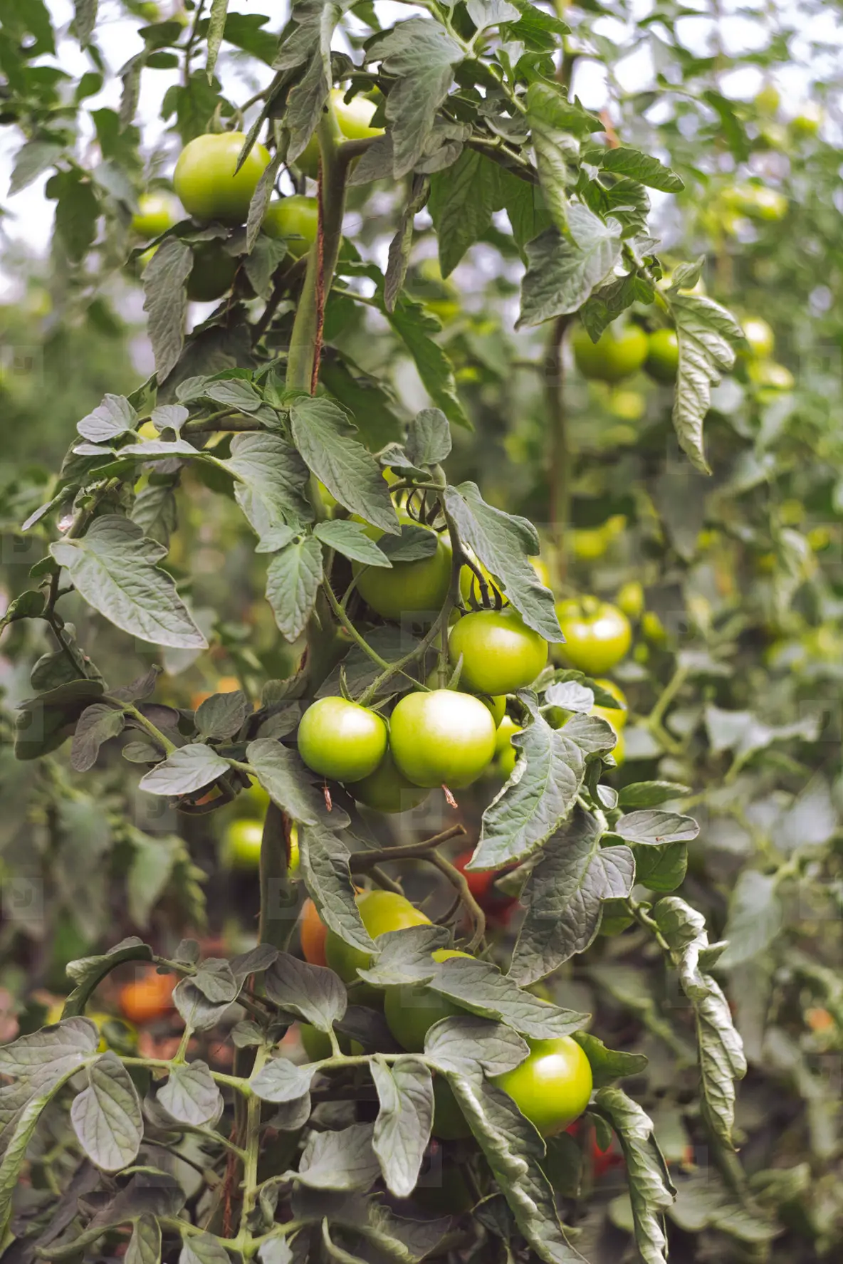 Harvest Fresh Bio Tomato Photo (154760) - YouWorkForThem