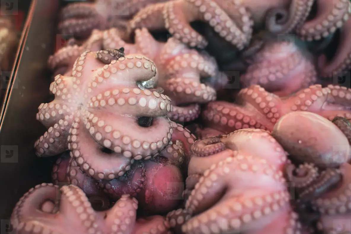 Octopus For Sale At Fish Market Photo (158775) - YouWorkForThem