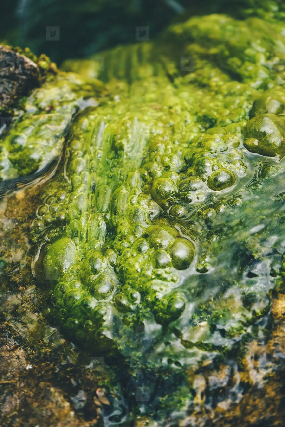 Disgusting Rotten Algae In Water Texture Photo (180577) - YouWorkForThem