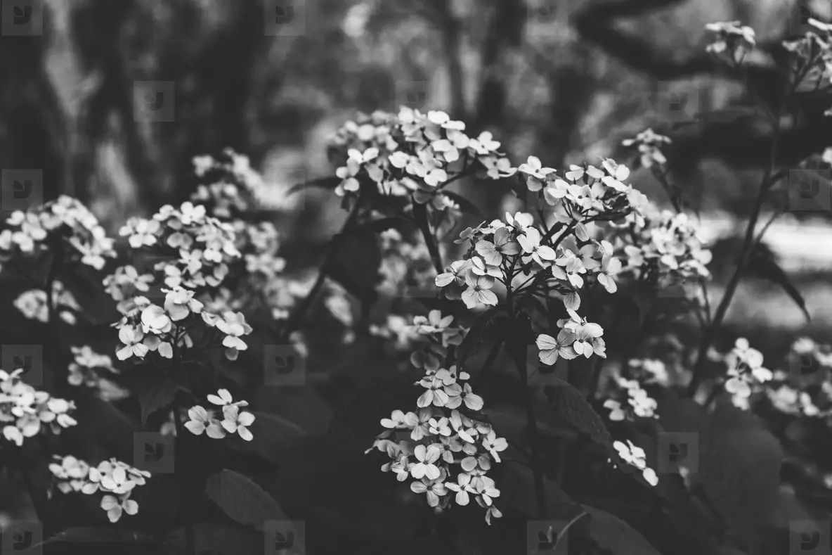 Black And White Flowers Tumblr