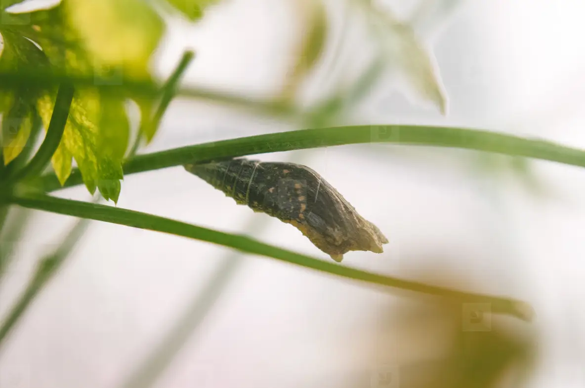 Black Swallowtail Chrysalis Photo (188050) - YouWorkForThem