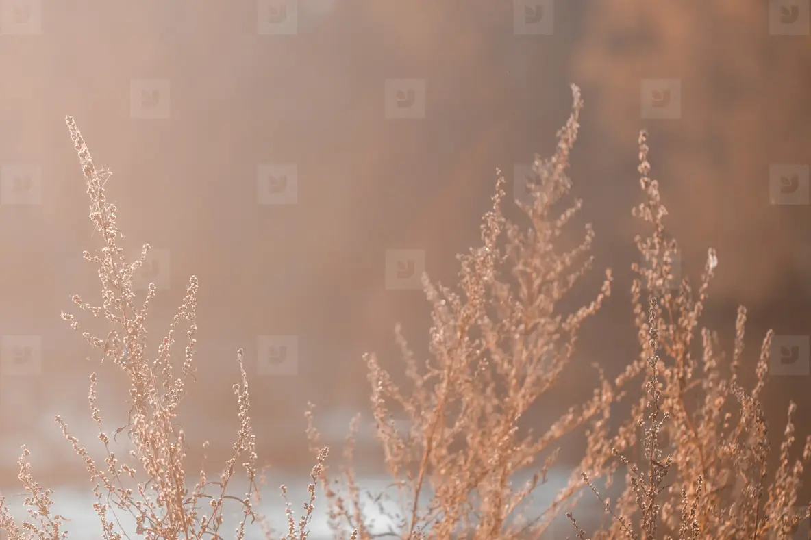 Close Up Shot Of Dried Sagebrush Against Sunlight. Nature Autumn ...