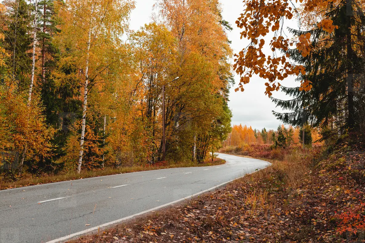 Beautiful Scene Of Highway Through Autumn Forest Photo (189952 ...