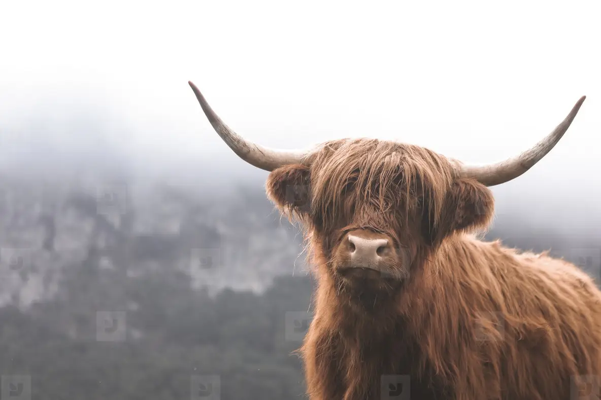 Scottish Highland Cow Wallpaper Where To See Highland Cows In Scotland