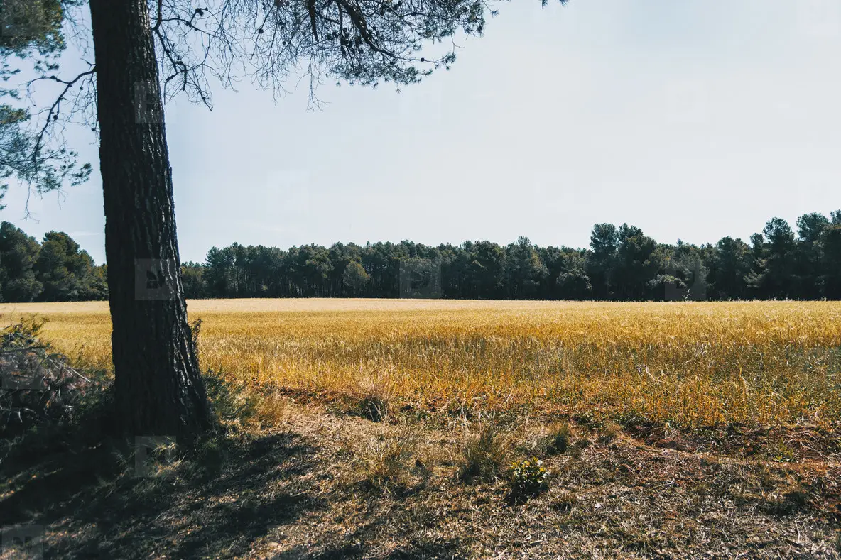 Nice Yellow Field With Trees Photo (225777) - YouWorkForThem