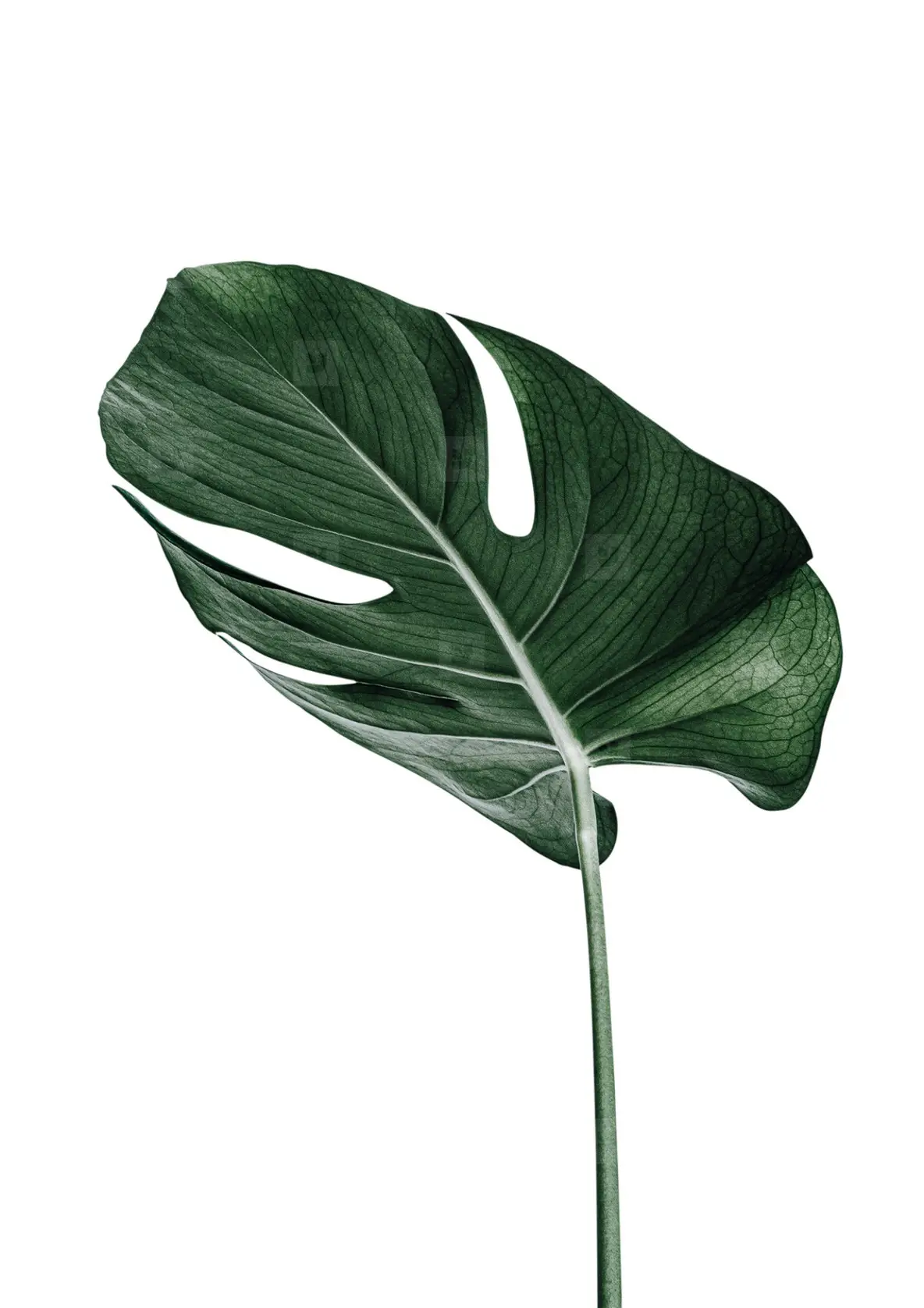 Monstera Leaf Photo (225822) - YouWorkForThem