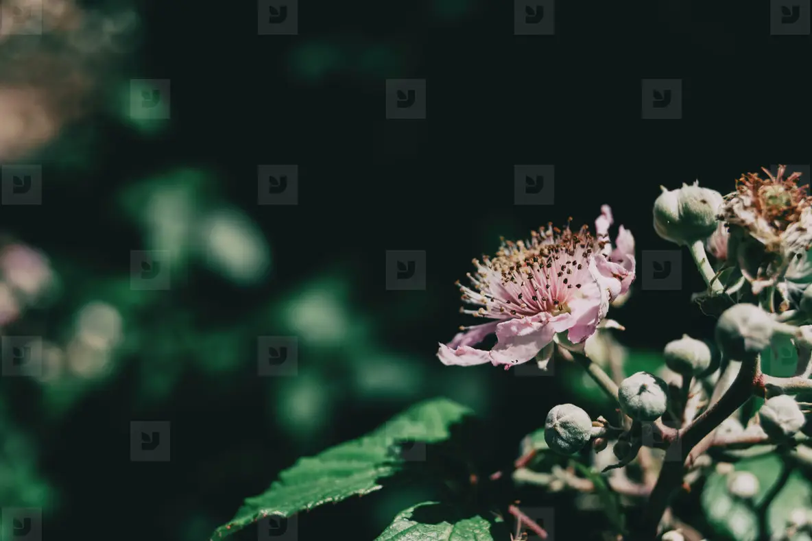 Rosacea Flower Of Rubus Ulmifolius Illuminated By Sunlight Photo ...