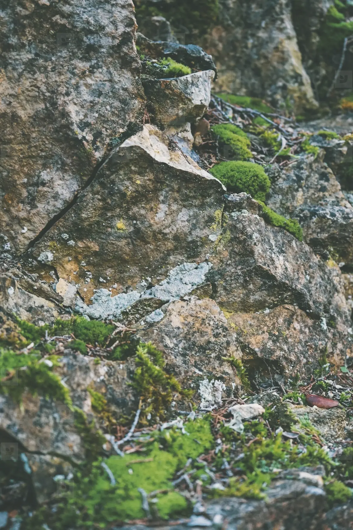 Detailed Image Of Green Wet Moss Photo (249920) - YouWorkForThem