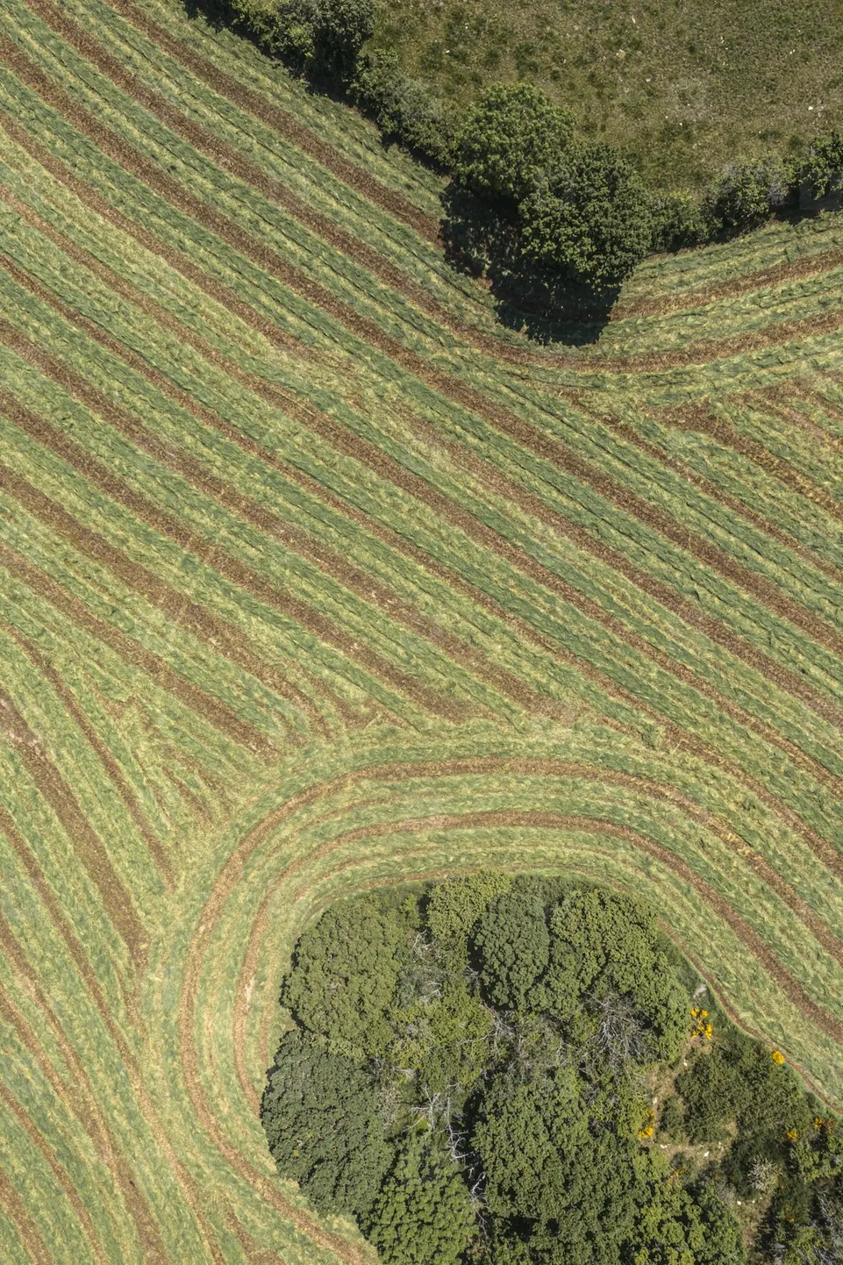 Aerial View Harvested Green Hay Field Rows Auvergne France Photo ...
