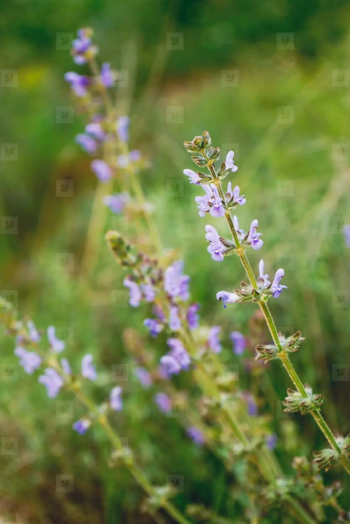 Beautiful Floral Texture Photo (254608) - YouWorkForThem