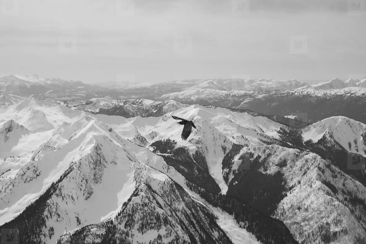 Hawk Flying Over Scenic Photo (262012) - YouWorkForThem