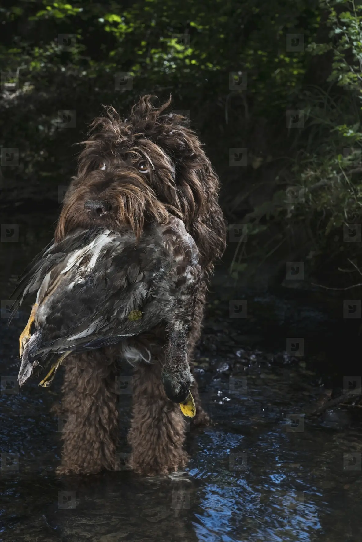 Cockapoo Dog With Bird In Mouth Wading In River Photo (262346 ...