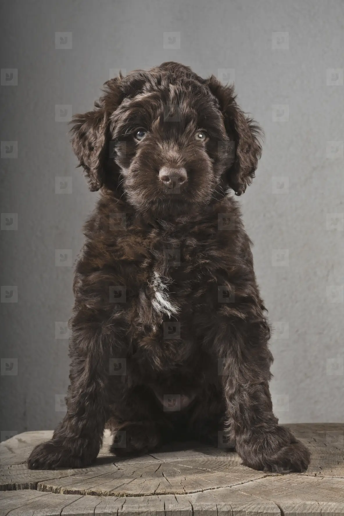 Studio Portrait Cute Brown Cockapoo On Wood Stump Photo (262348 ...