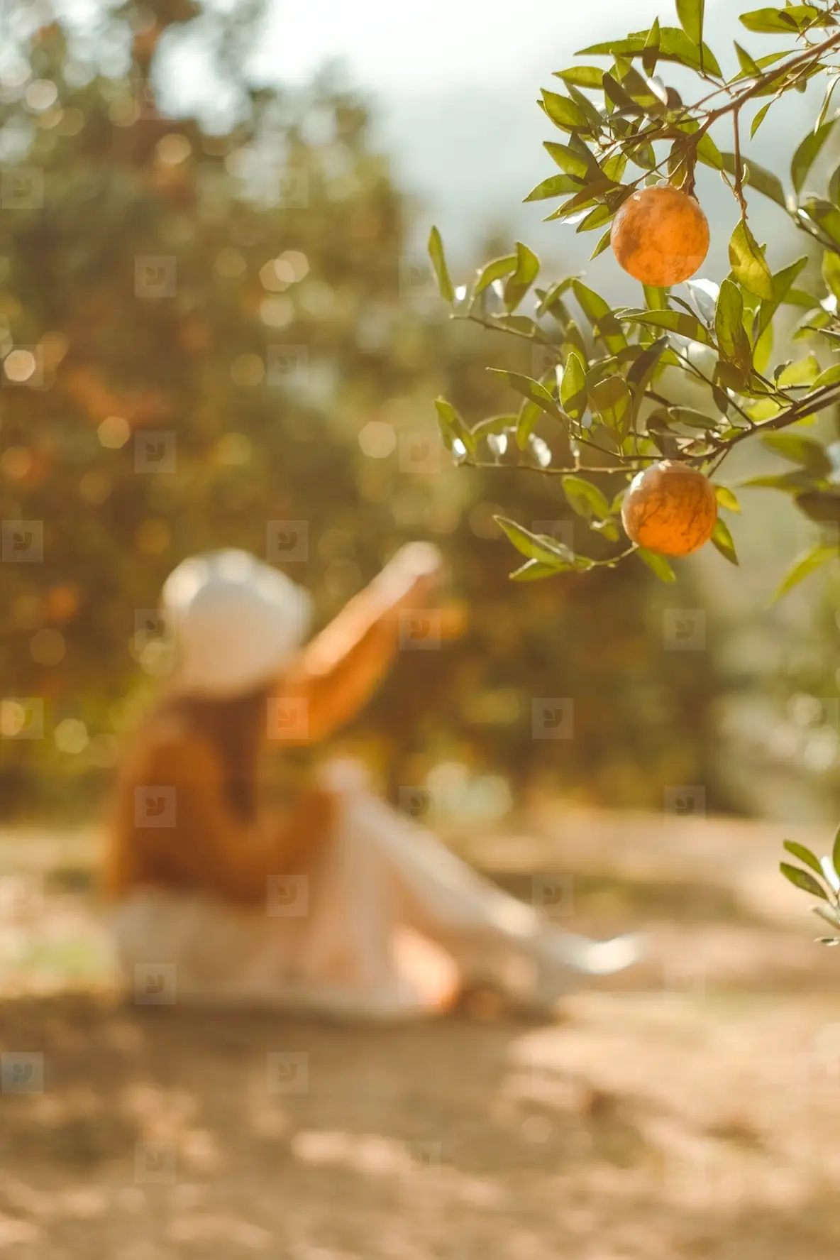 Orange Garden Photo (262689) - YouWorkForThem