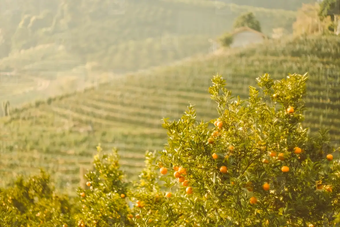 Orange Trees Photo (262714) - YouWorkForThem