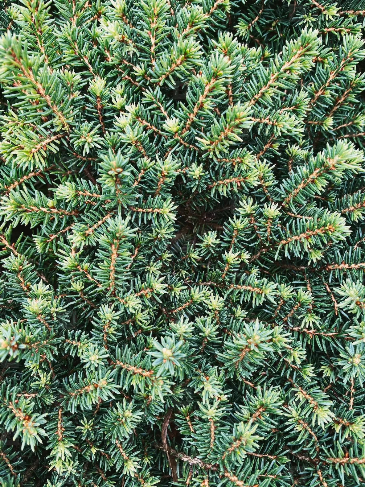 Many Branches Of Green Spruce Photo (263623) - YouWorkForThem