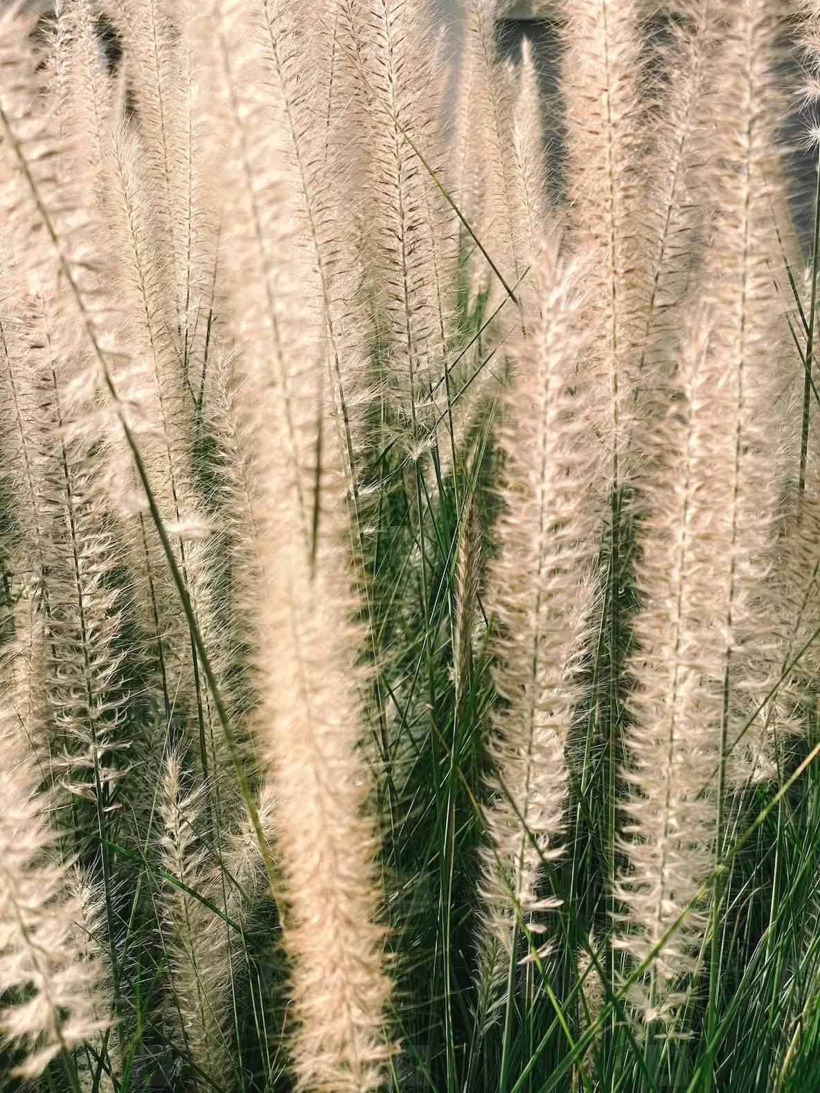 Shot Of A Some Plants Outdoors Photo (264881) - YouWorkForThem