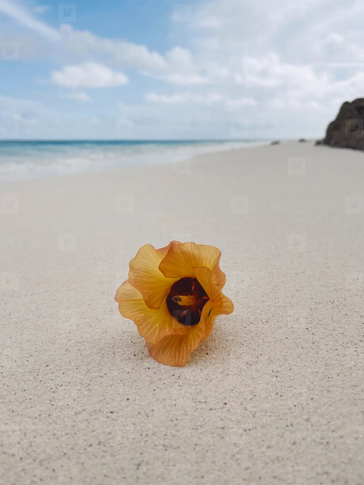 Orange Flower Lying On A Sand At Ocean Photo (266233) - YouWorkForThem
