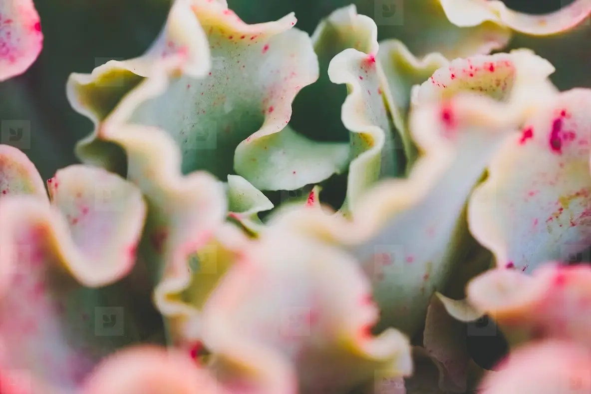 Close Up Of An Exotic Succulent Plant With Waves Leaves Photo (271484 ...