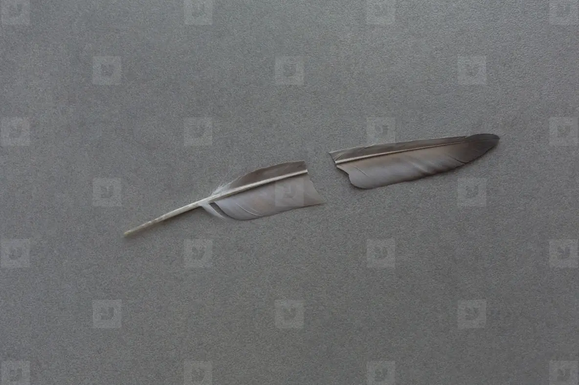 Broken Feather On Gray Background Photo (274201) - YouWorkForThem
