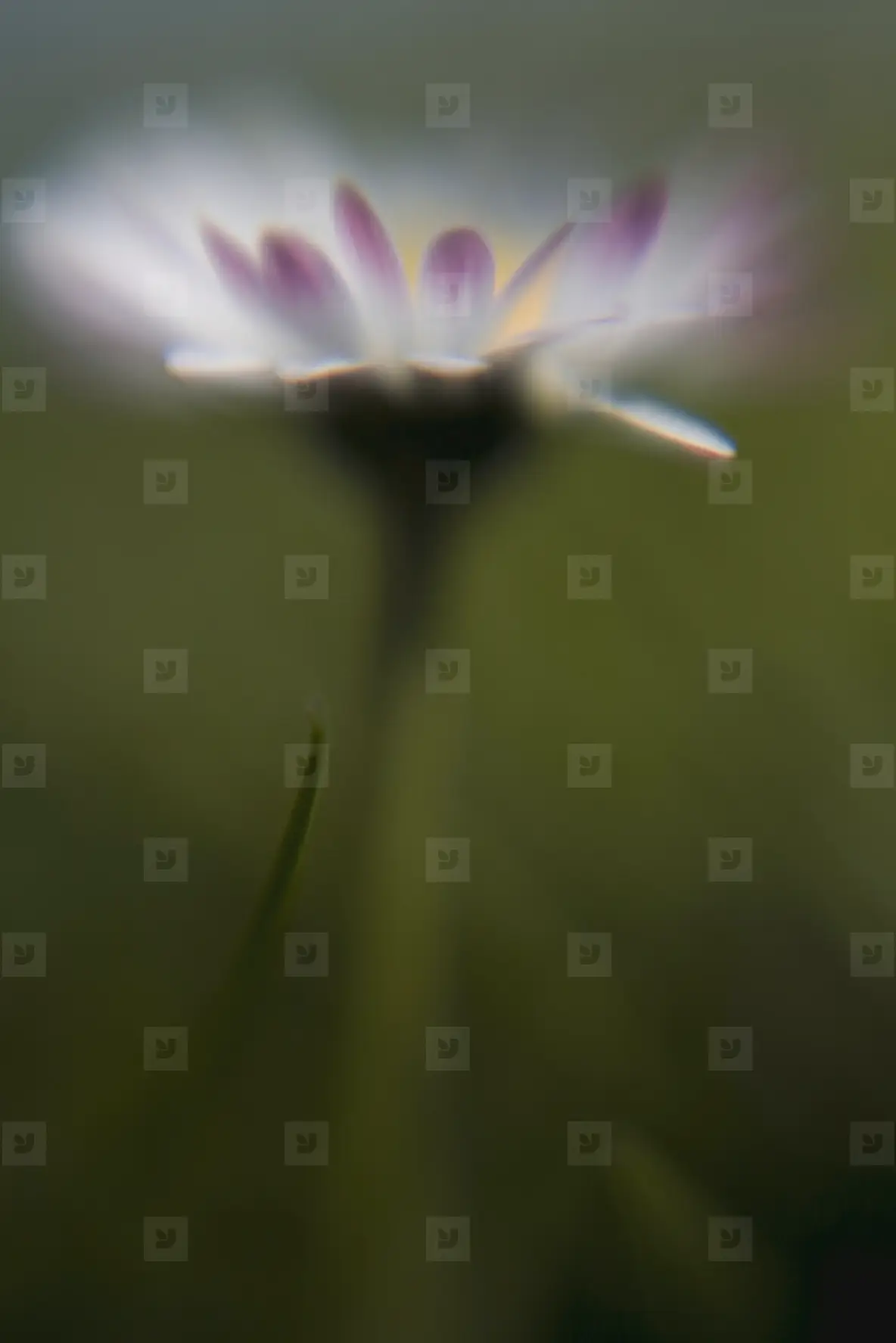 Daisy On Green Background Photo (278115) - YouWorkForThem