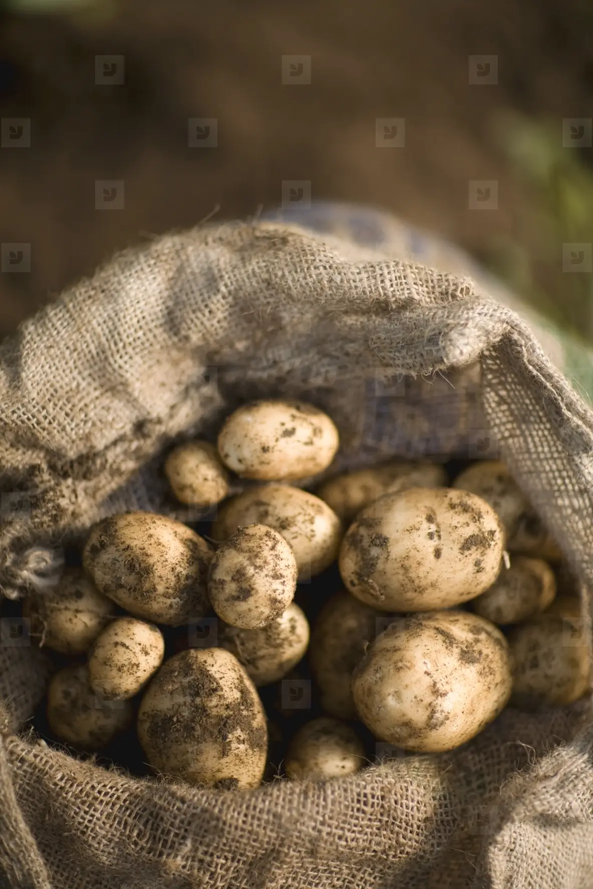 Close Up Of Sac Of New Potatoes Photo (278138) - YouWorkForThem