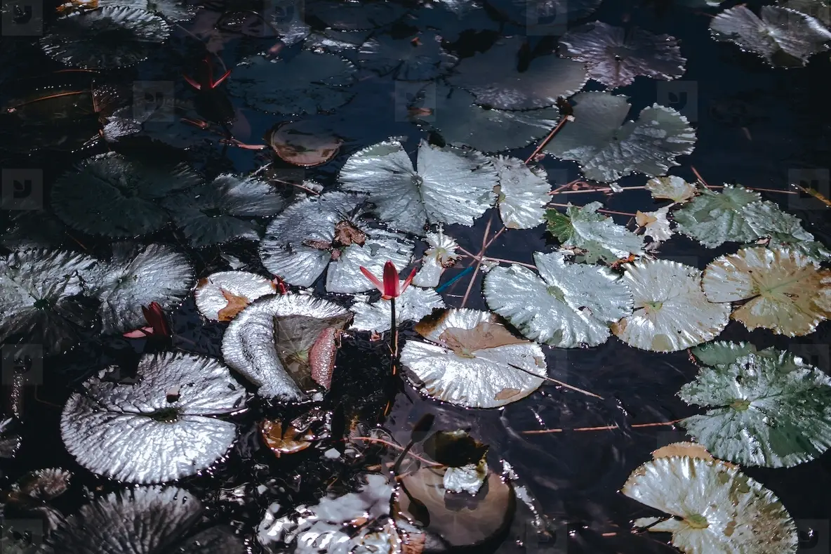 Lilly Pads Photo (288177) - YouWorkForThem