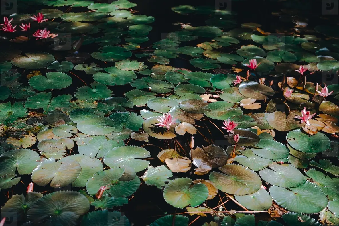 Lilly Pads Photo (288178) - YouWorkForThem