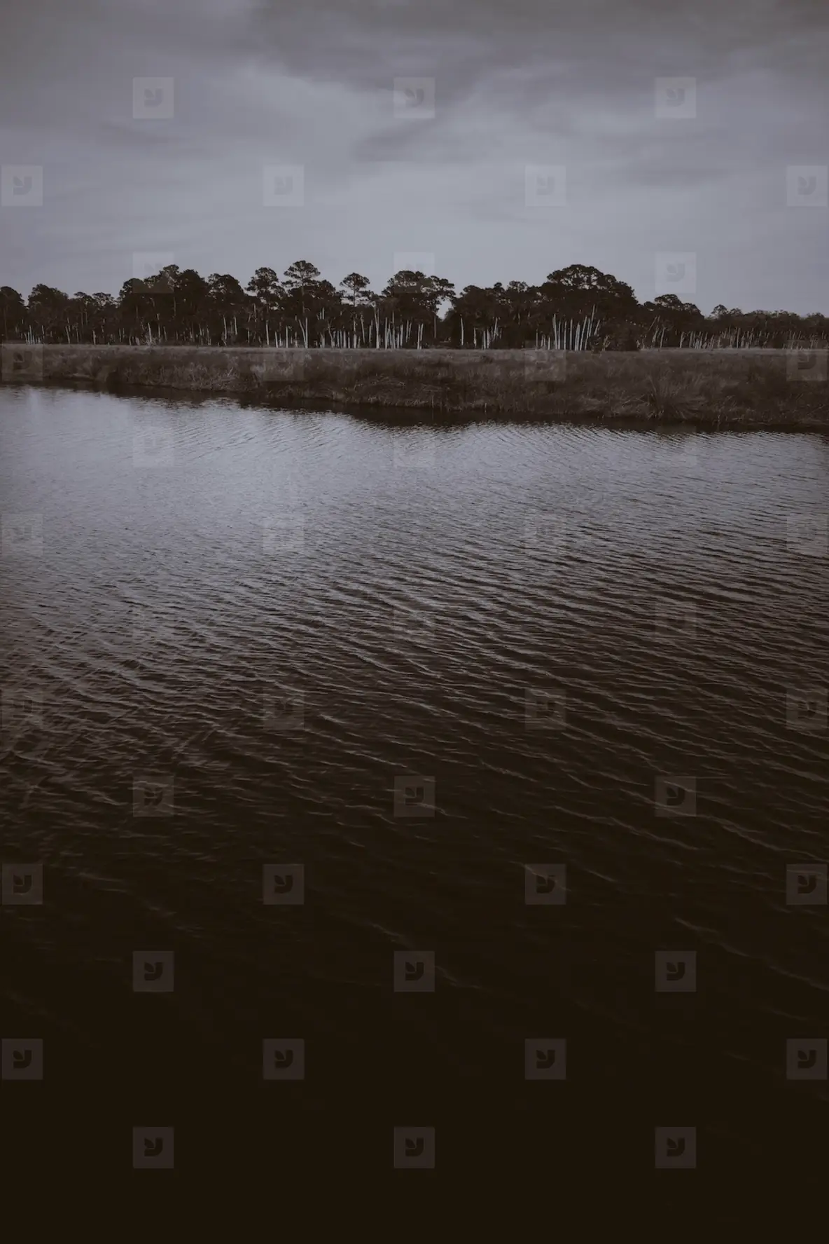 Florida River Landscape Photo (288791) - YouWorkForThem