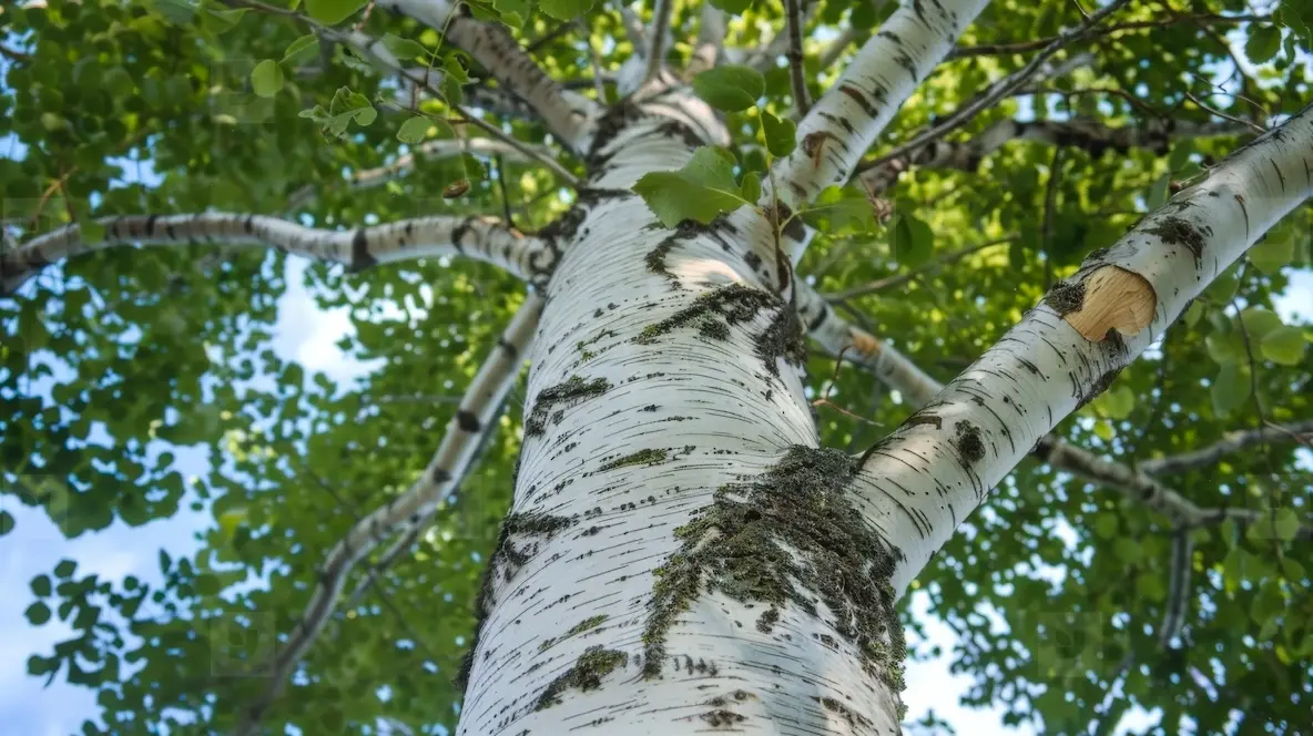Large Birch Tree View From Below Photo (294675) - YouWorkForThem