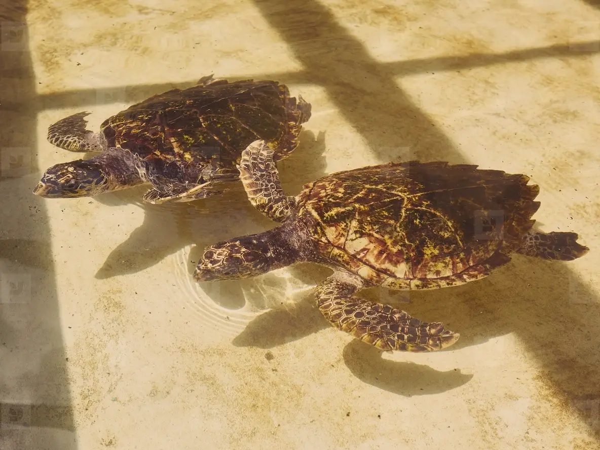 Sea Turtles Floating In Sunny Water Photo (304597) - YouWorkForThem