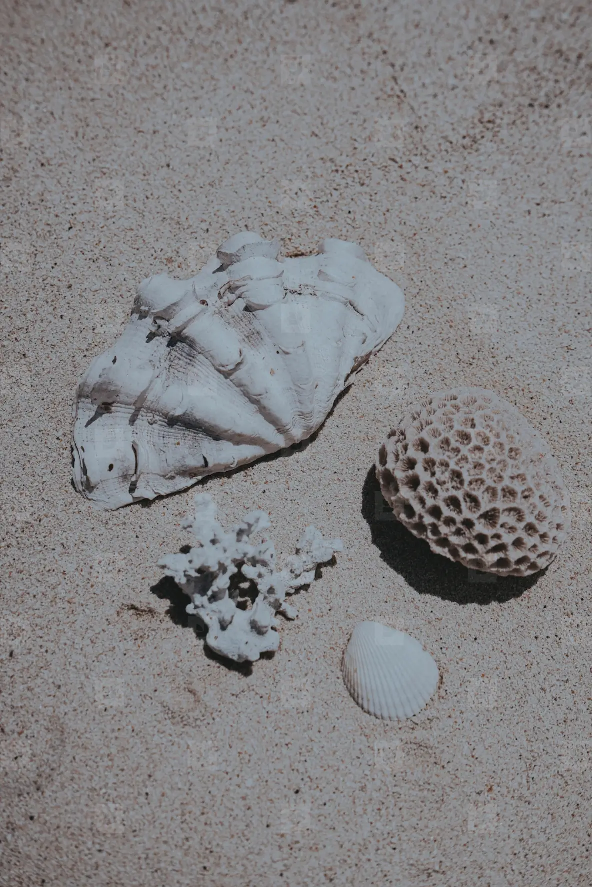 Sea Shell Still Life 1 Photo (315433) - YouWorkForThem