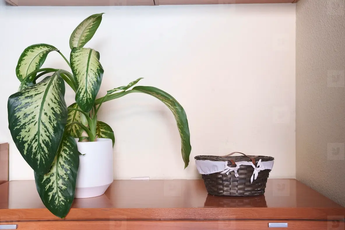 Stylish Leafy Plant Setup On Rustic Wooden Shelf, Elegant Indoor Plant ...