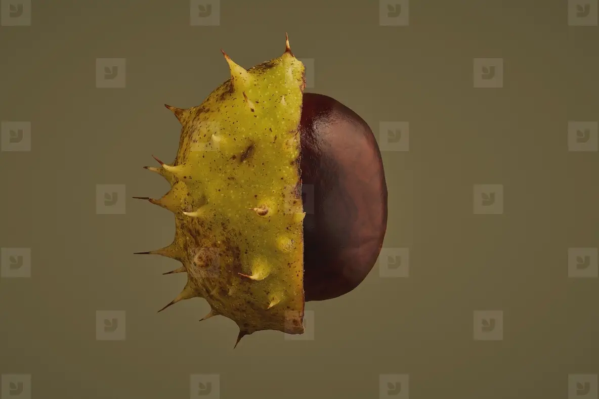 Close Up Of Brown Chestnut Inside Half Of Its Spiky Shell Floating ...