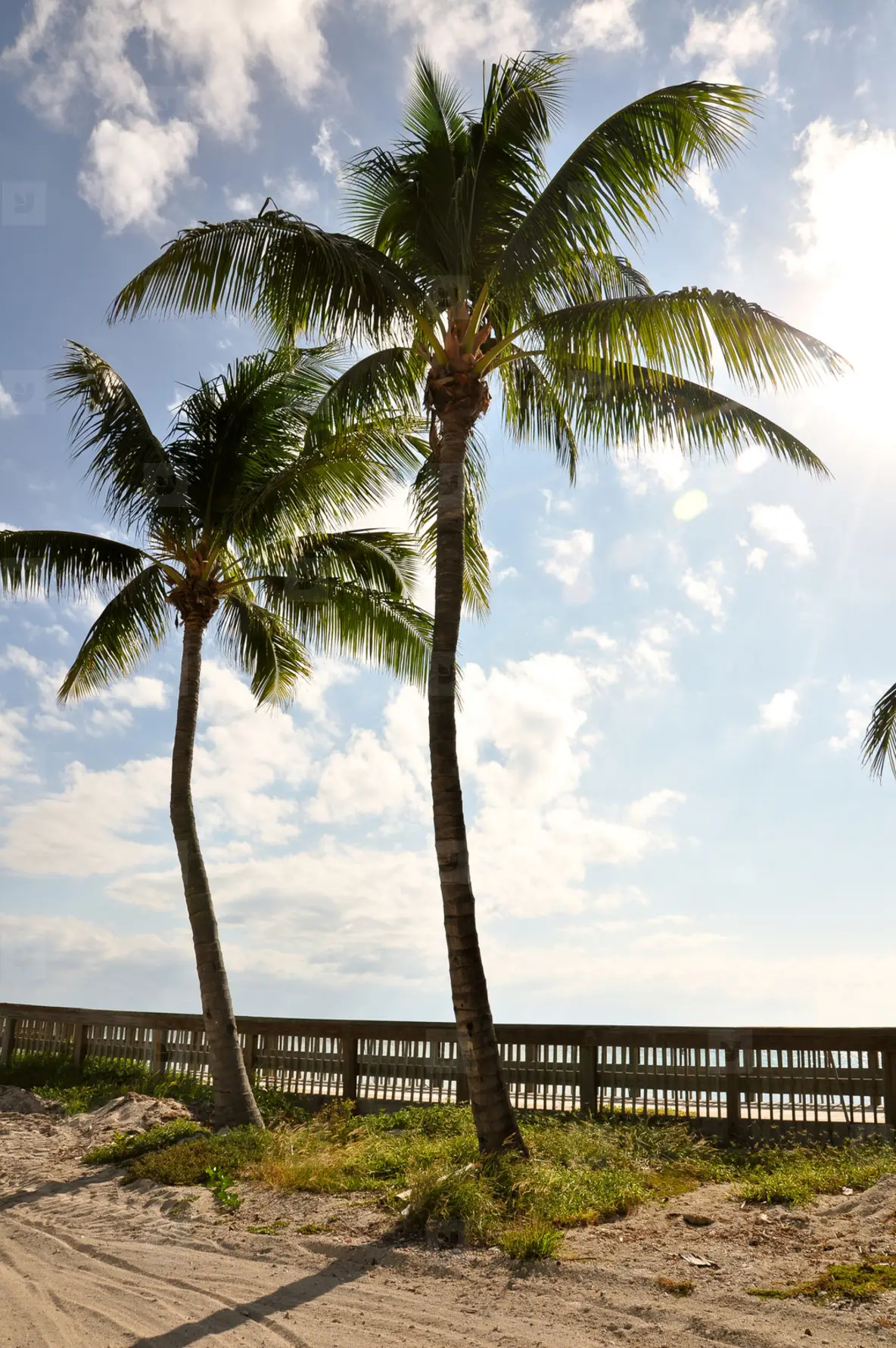 2 Palm Trees Photo (32485) - YouWorkForThem