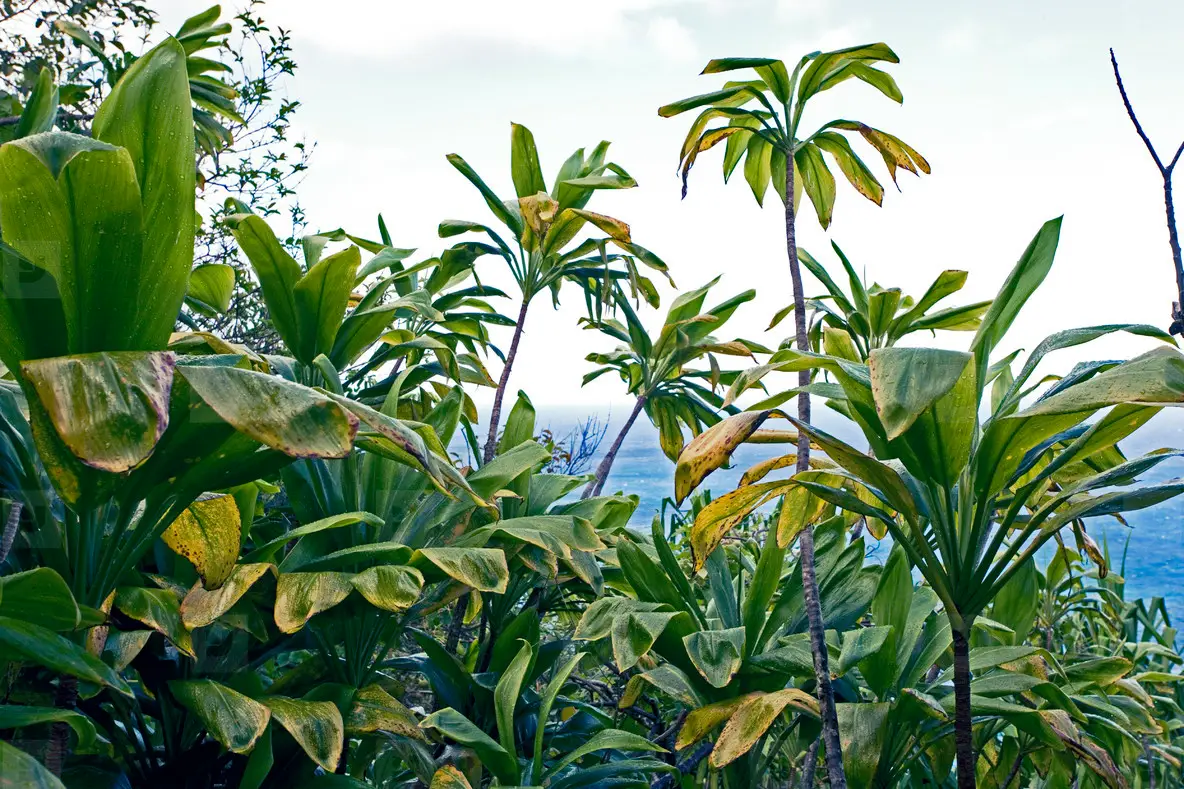 Tropical Island Plants Photo (33881) - YouWorkForThem