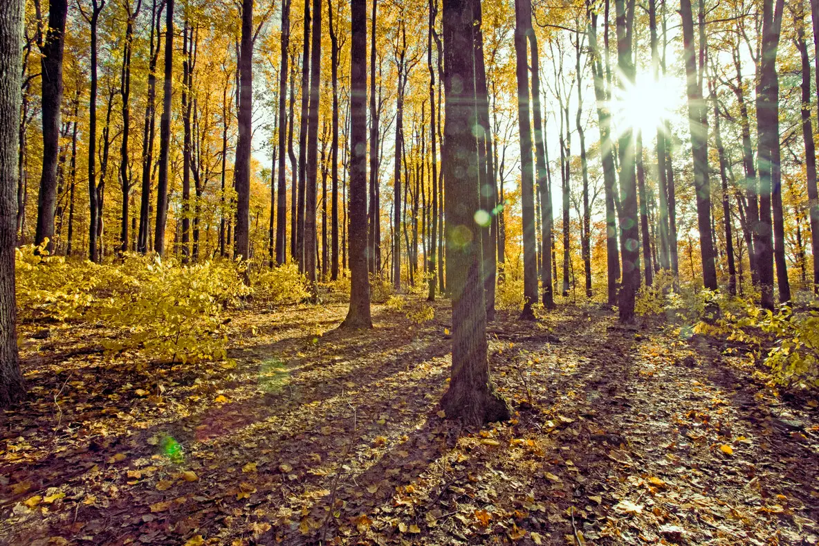 Maple Tree Forest Photo (33984) - YouWorkForThem
