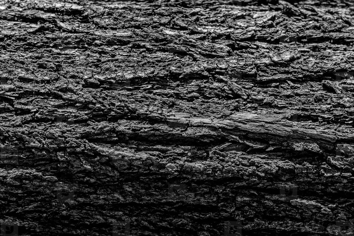 Tree Texture Photo (43442) - YouWorkForThem