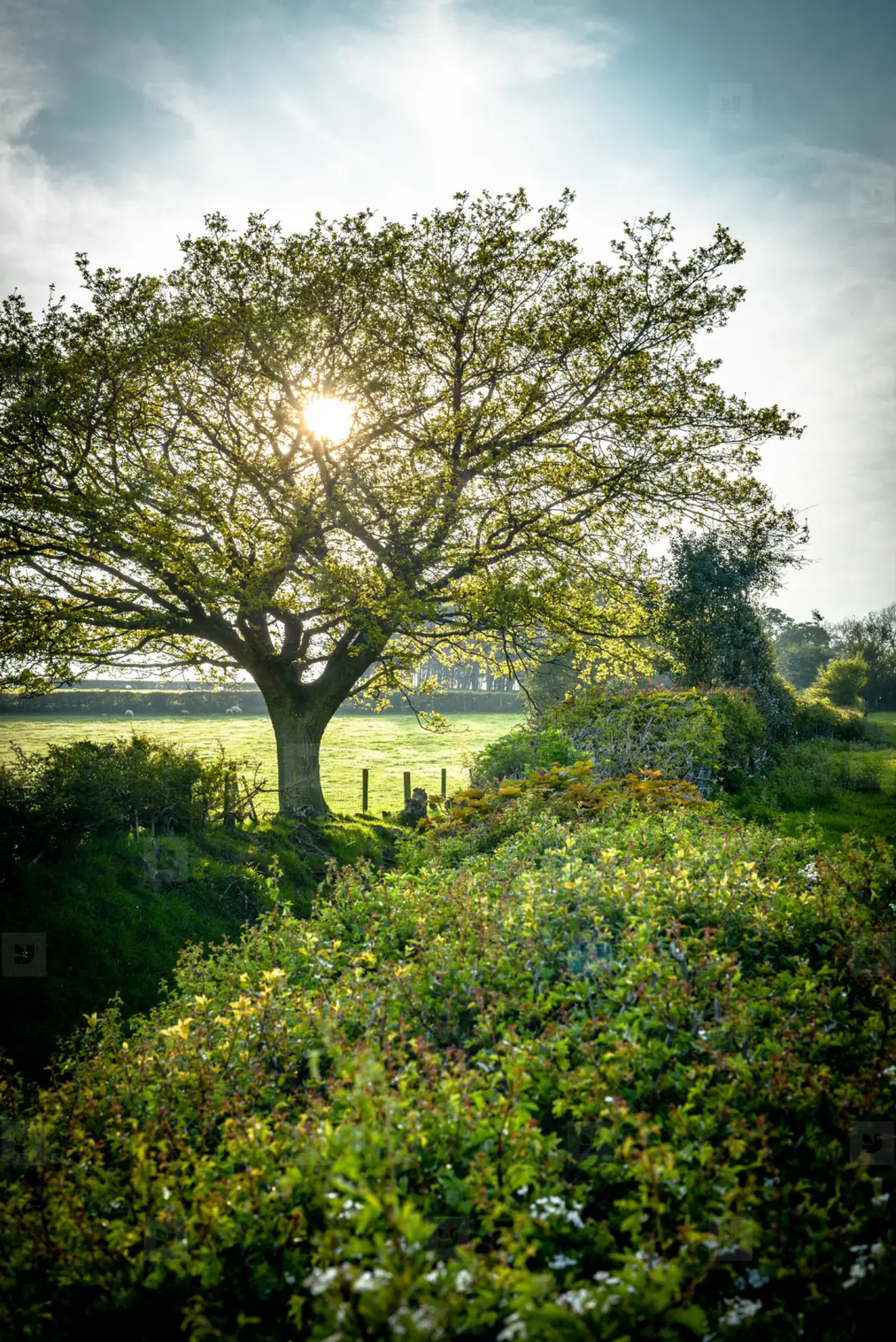 Mighty Oak Photo (44047) - YouWorkForThem