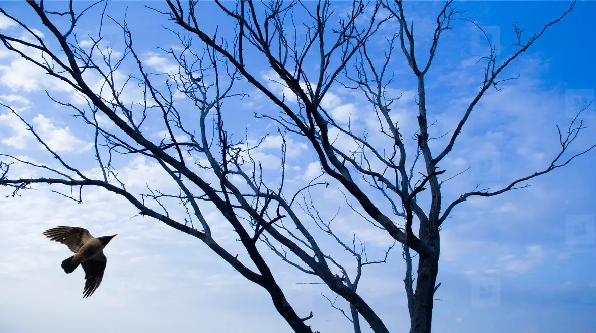 The Bird The Tree Photo (44581) - YouWorkForThem