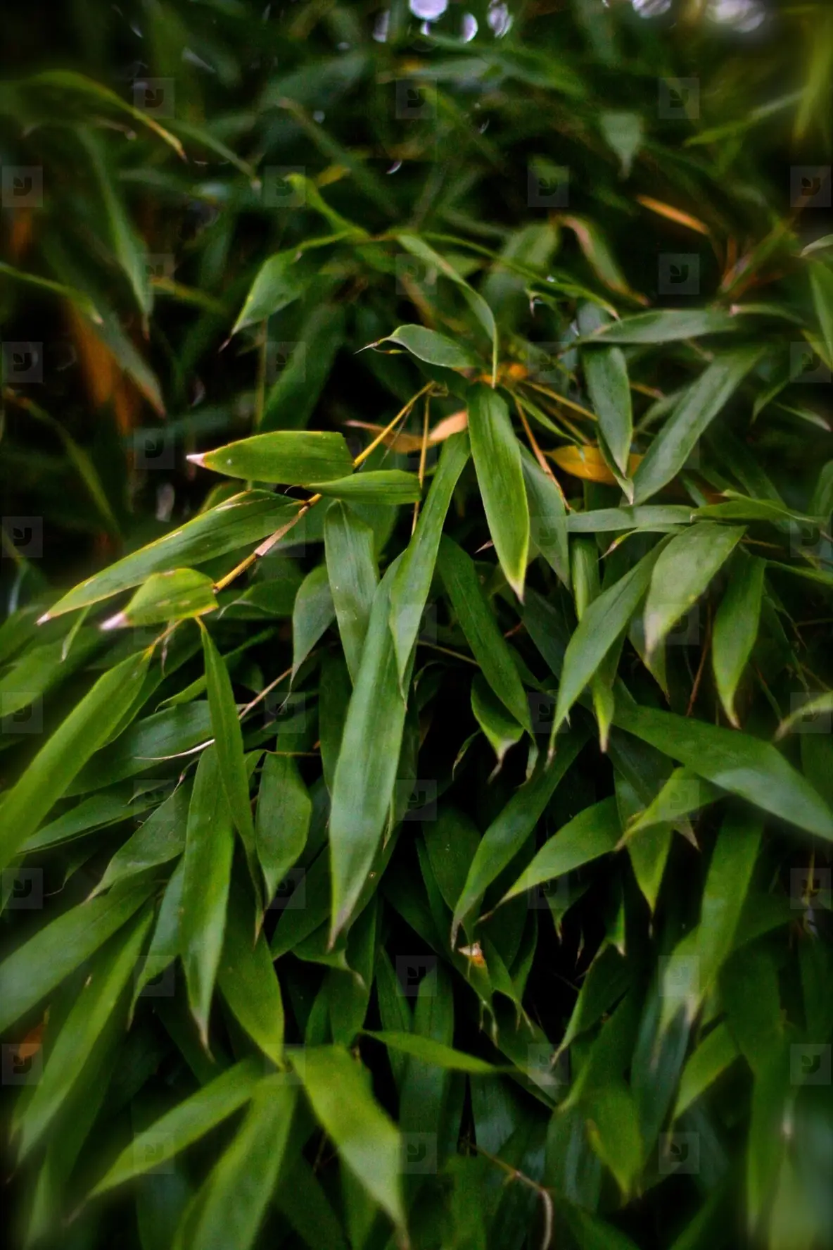 Bamboo Leaves Photo (46019) - YouWorkForThem