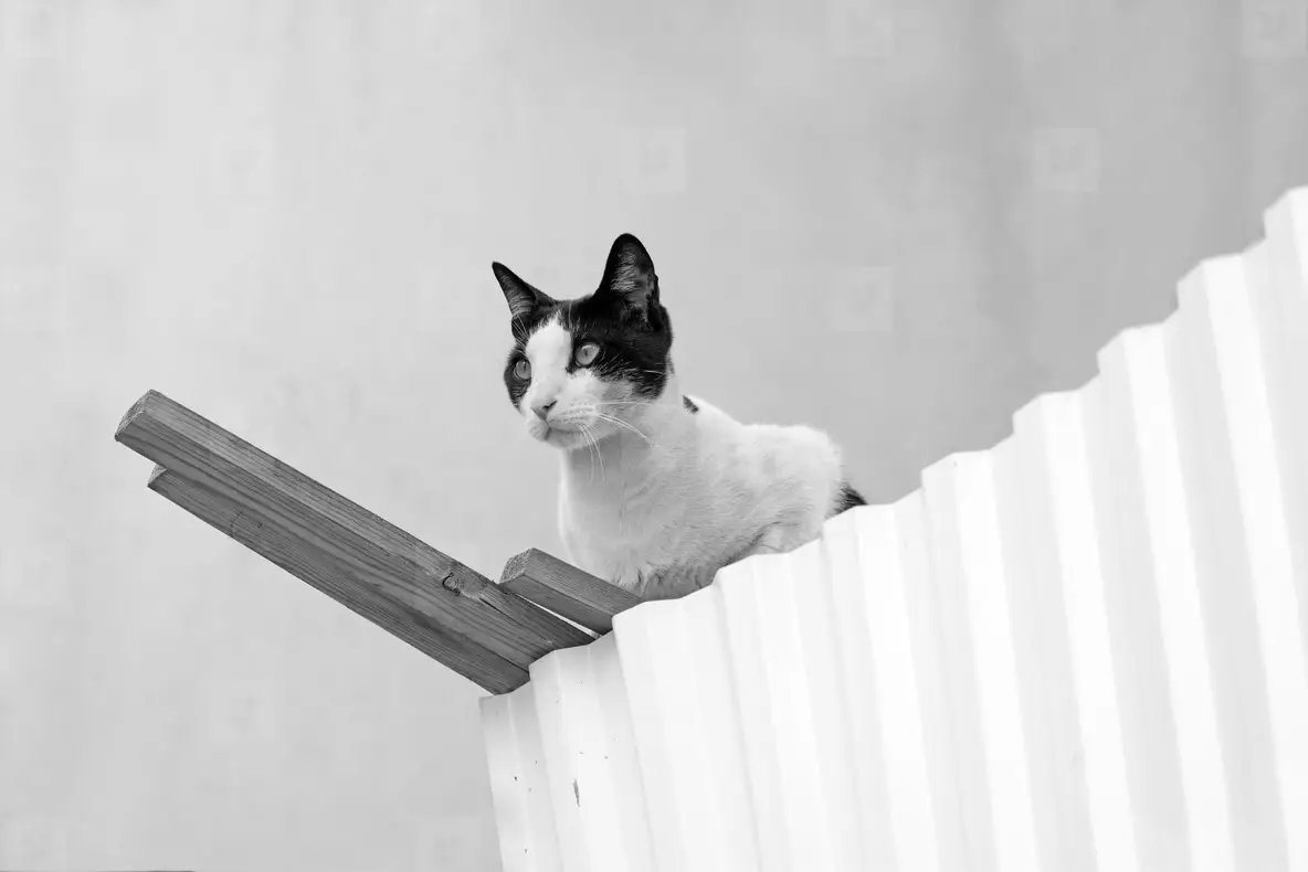 Watch Cat Photo (46139) - YouWorkForThem