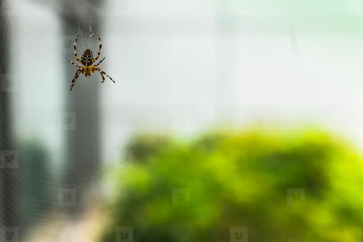 Spider At Work Photo (46641) - YouWorkForThem