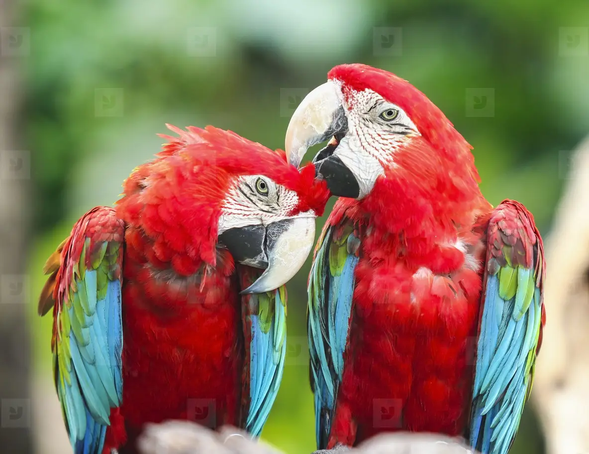 Macaws Photo (49010) - YouWorkForThem
