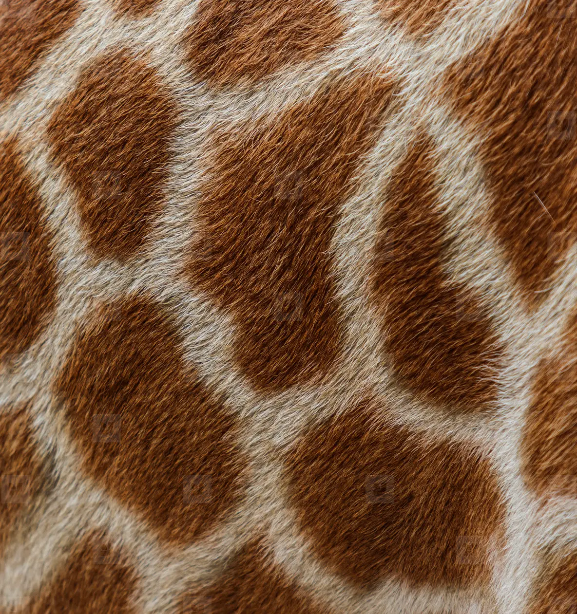 Giraffe Pattern Photo (49503) - YouWorkForThem