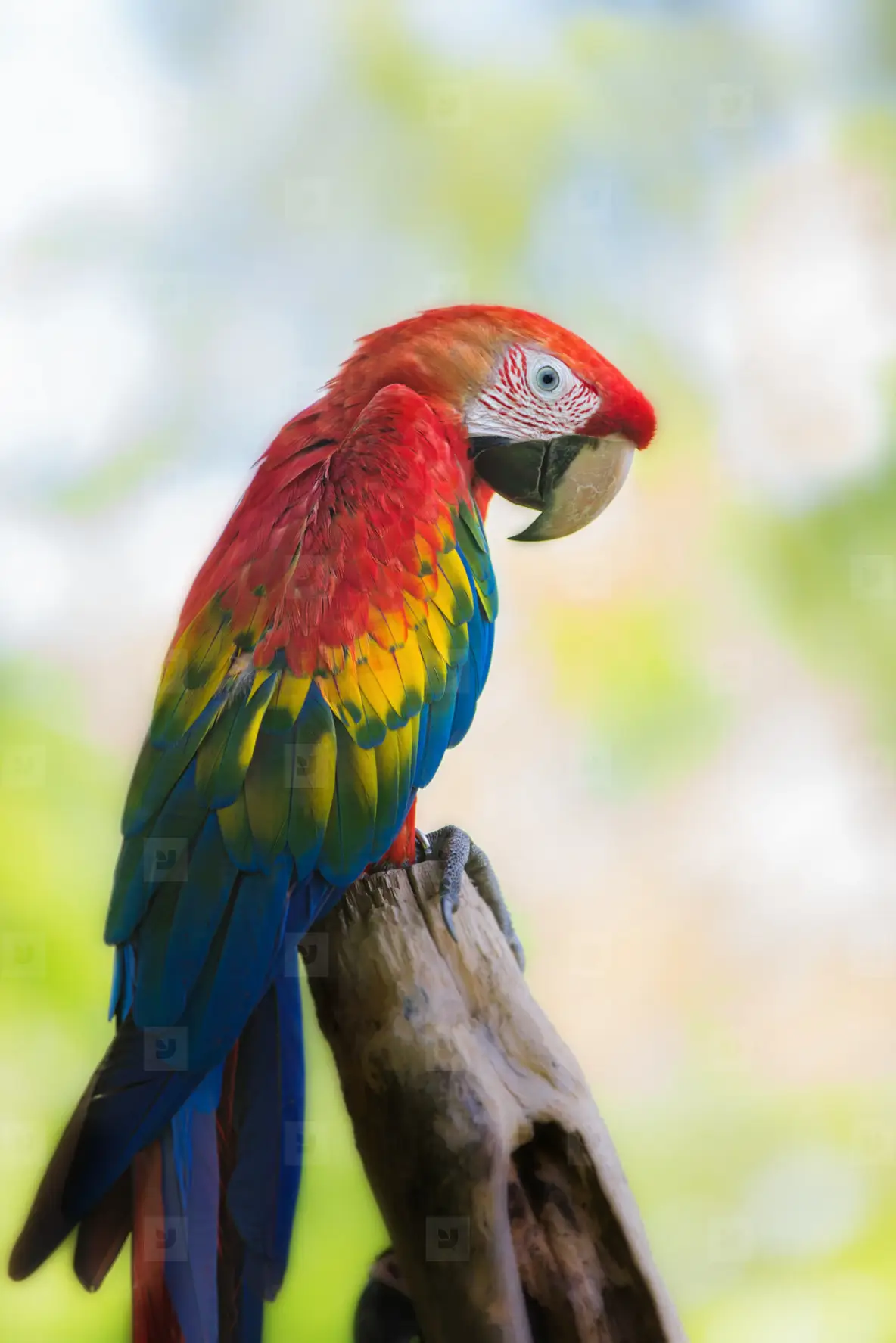 Scarlet Macaw Photo (49510) - YouWorkForThem